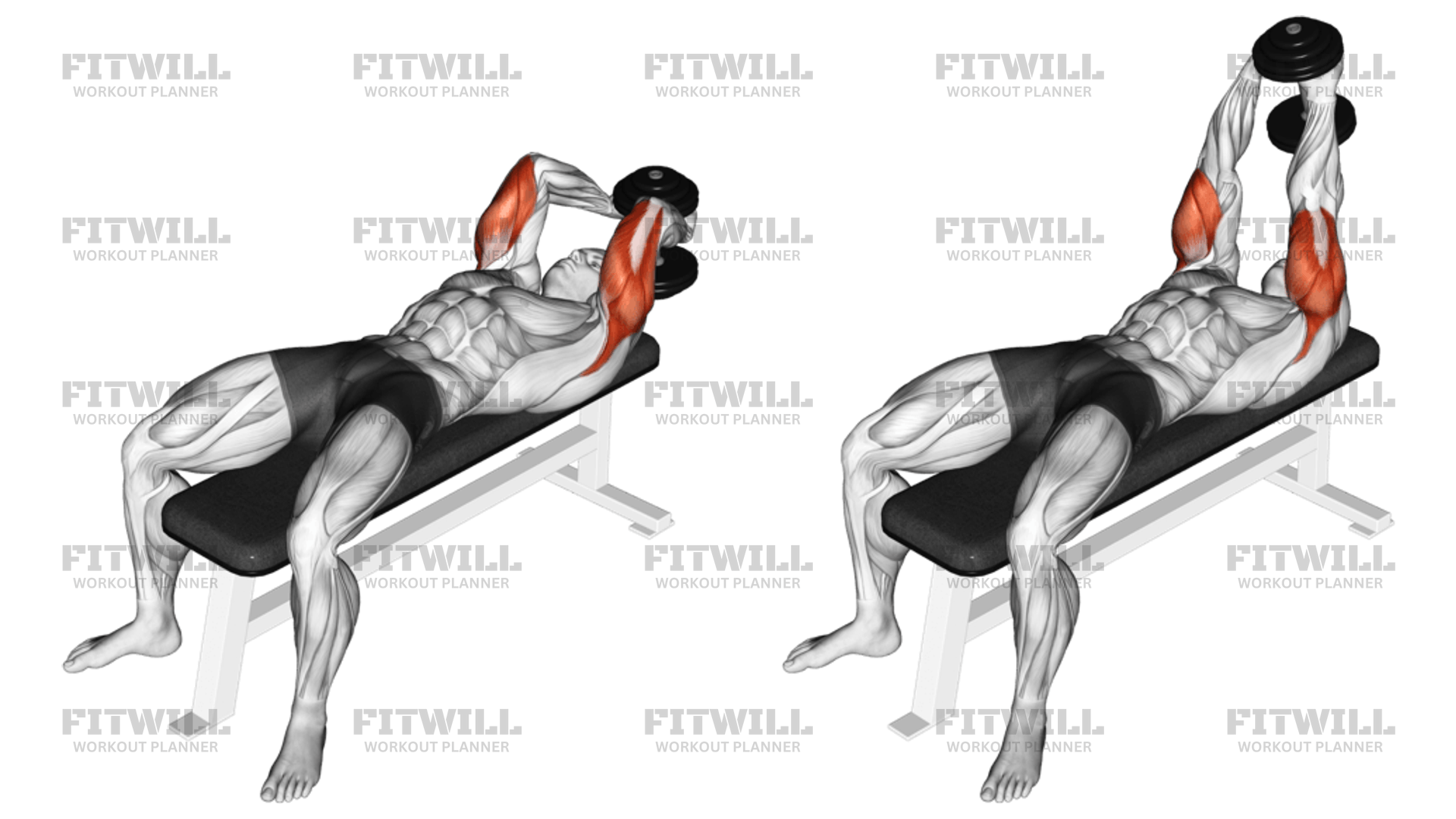 Dumbbell Lying Single Extension: Exercise Guide, Video, Techniques ...