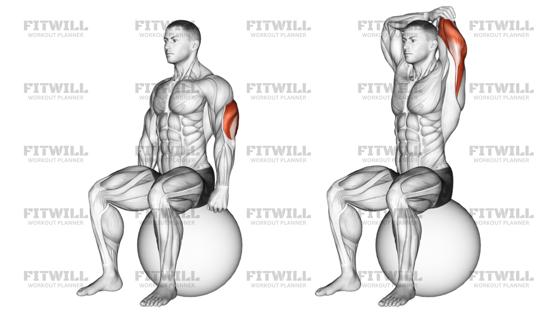 Exercise Ball Seated Triceps Stretch: Exercise Guide, Techniques ... Exercise Ball Seated Triceps Stretch: Exercise Guide, Techniques ...