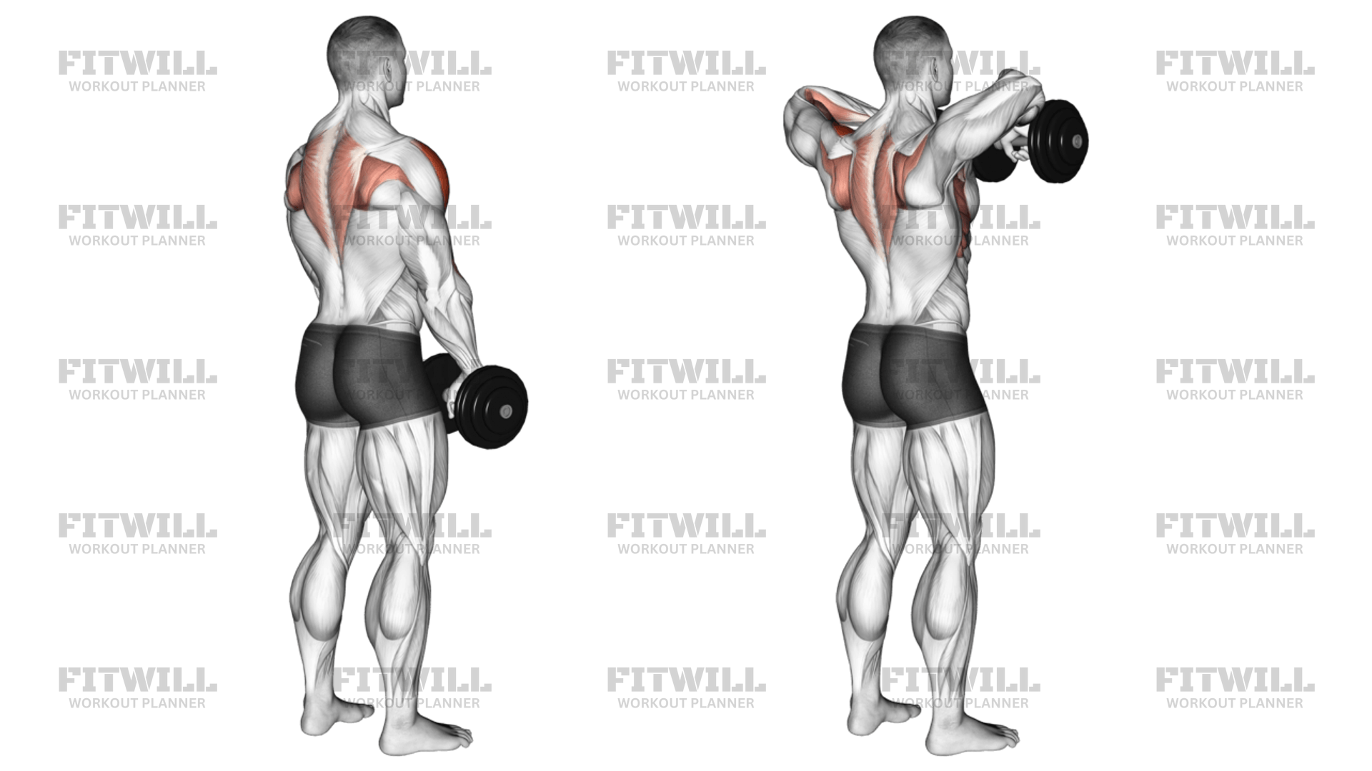 Remo Vertical Con Mancuernas (vista Trasera): Guía de Ejercicios ...