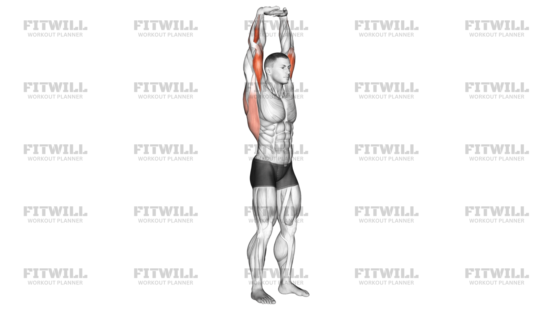 Extension Of Arms In Vertical Stretch: Exercise Guide, Video ...