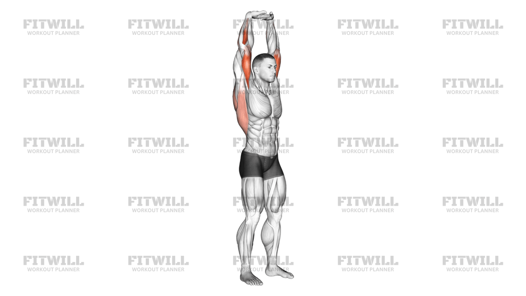 Extension Of Arms In Vertical Stretch: Exercise Guide, Video ...