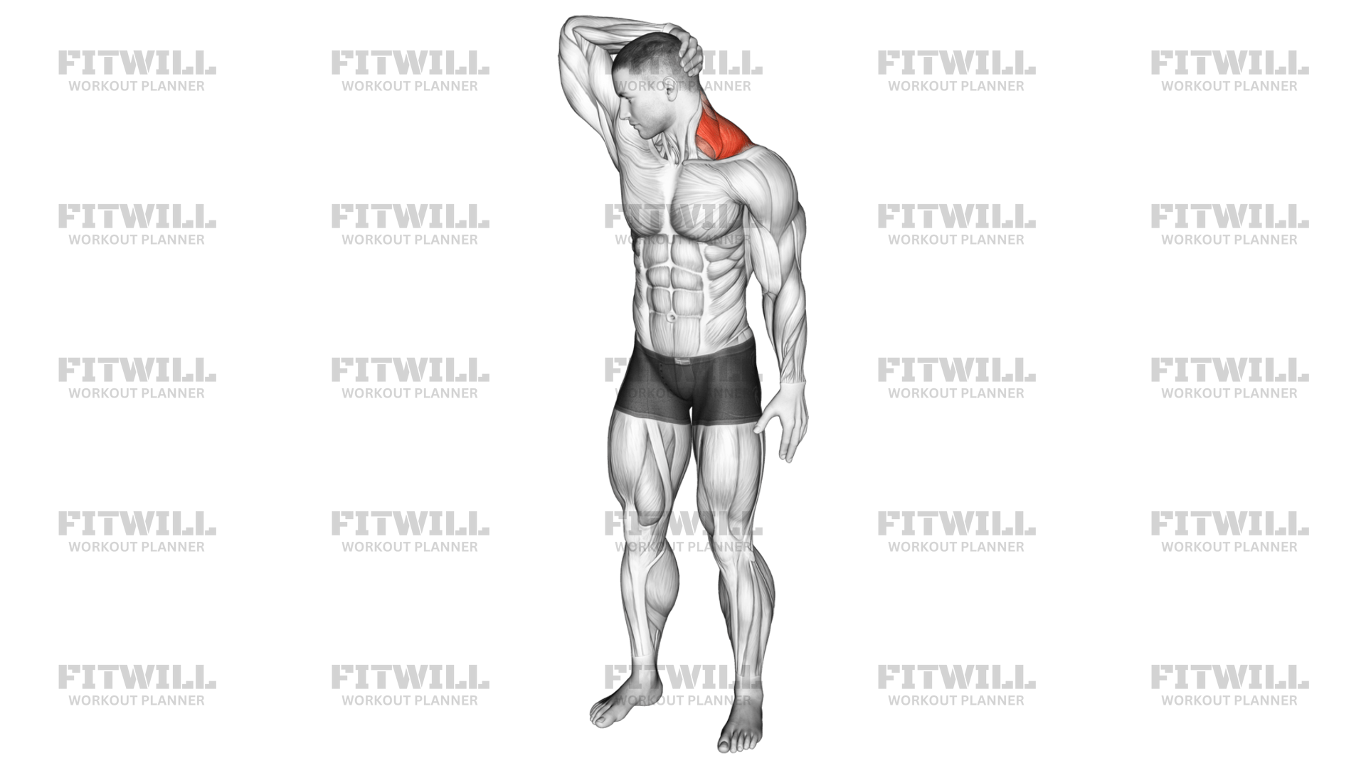 Neck Extensor And Rotational Stretch: Exercise Guide, Techniques ...