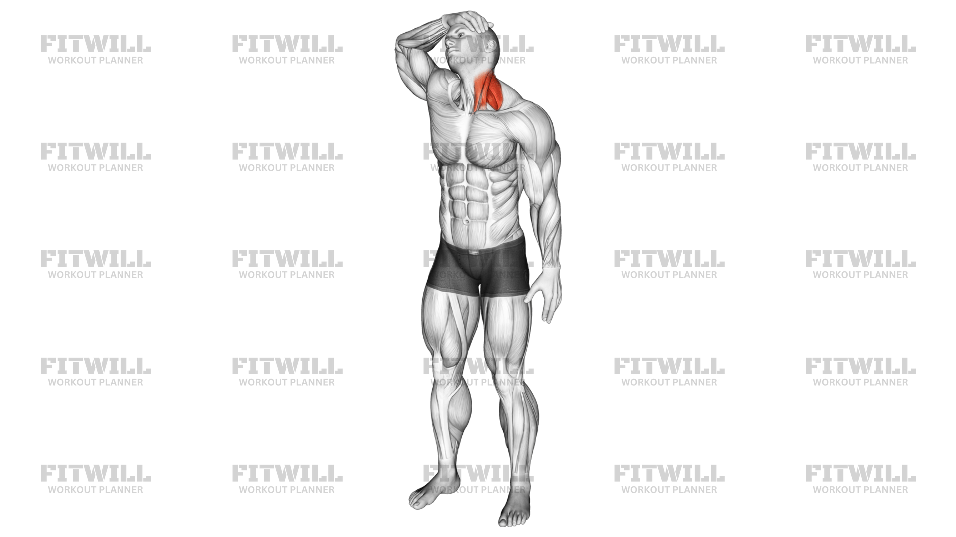 Neck Flexor And Rotational Stretch: Exercise Guide, Techniques ...