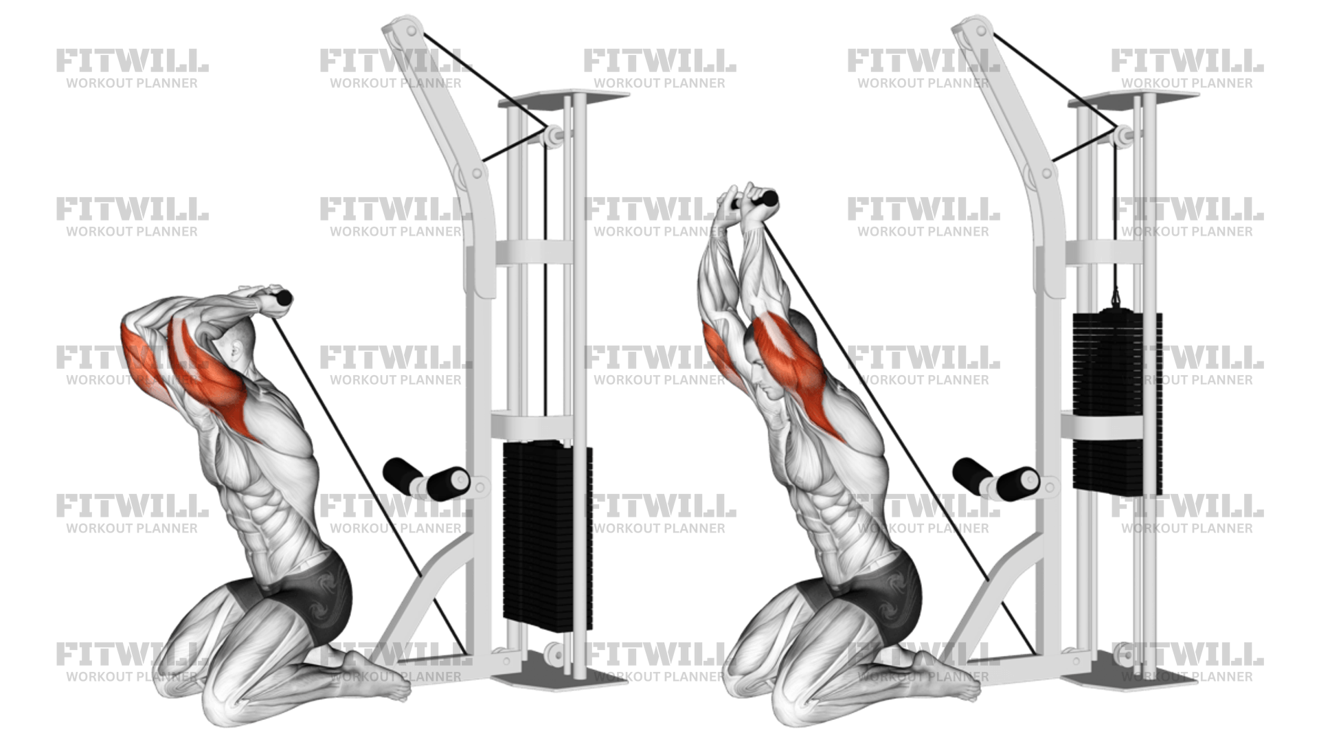 Cable Kneeling Triceps Extension (VERSION 2): Exercise Guide, Video ...