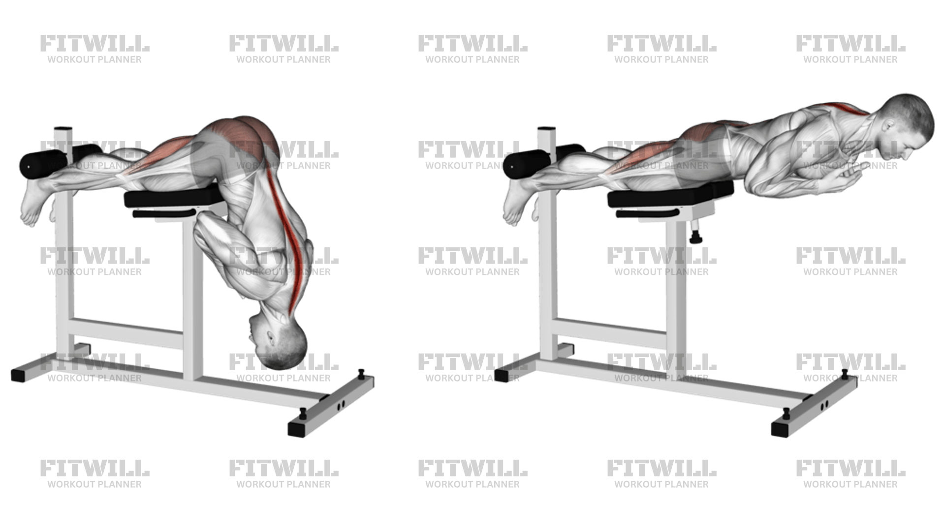 Hyperextension (VERSION 2): Exercise Guide, Video, Techniques, Benefits ...