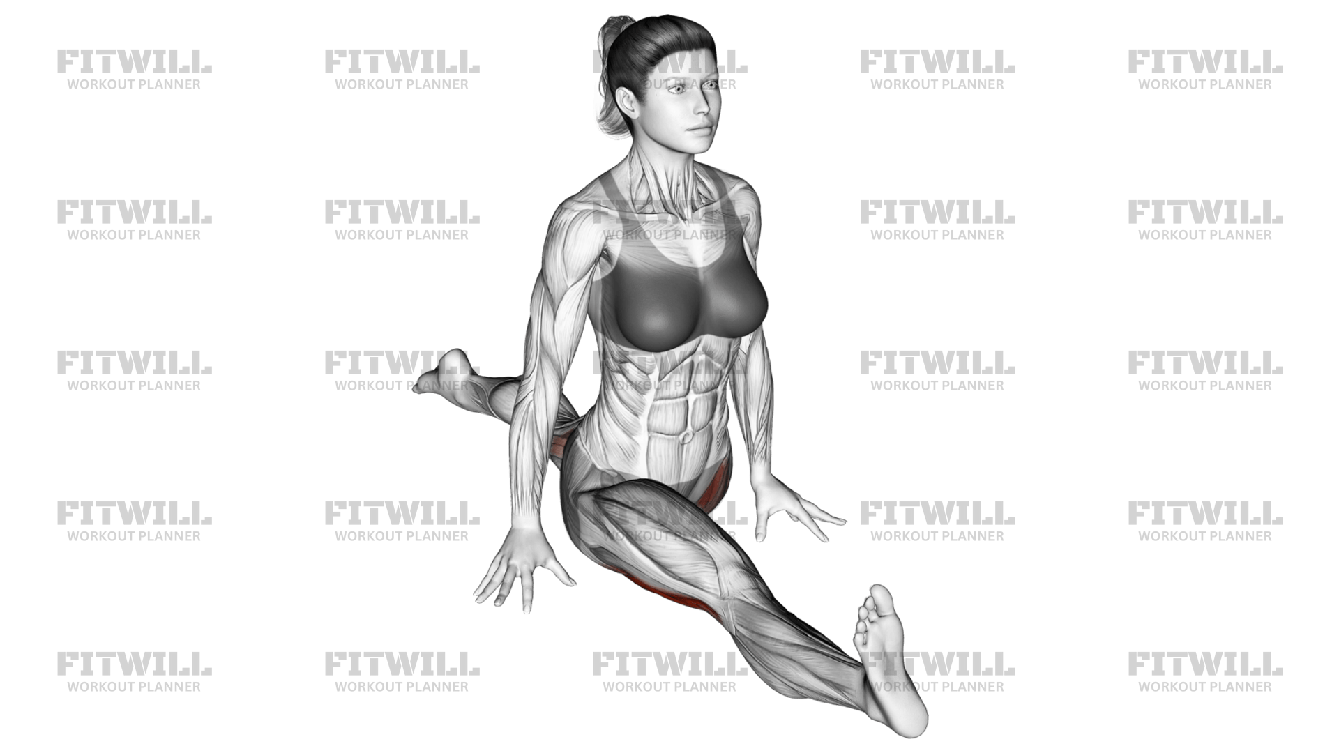 Flexion And Extension Hip Stretch Exercise Guide Techniques Benefits How To Muscles Worked
