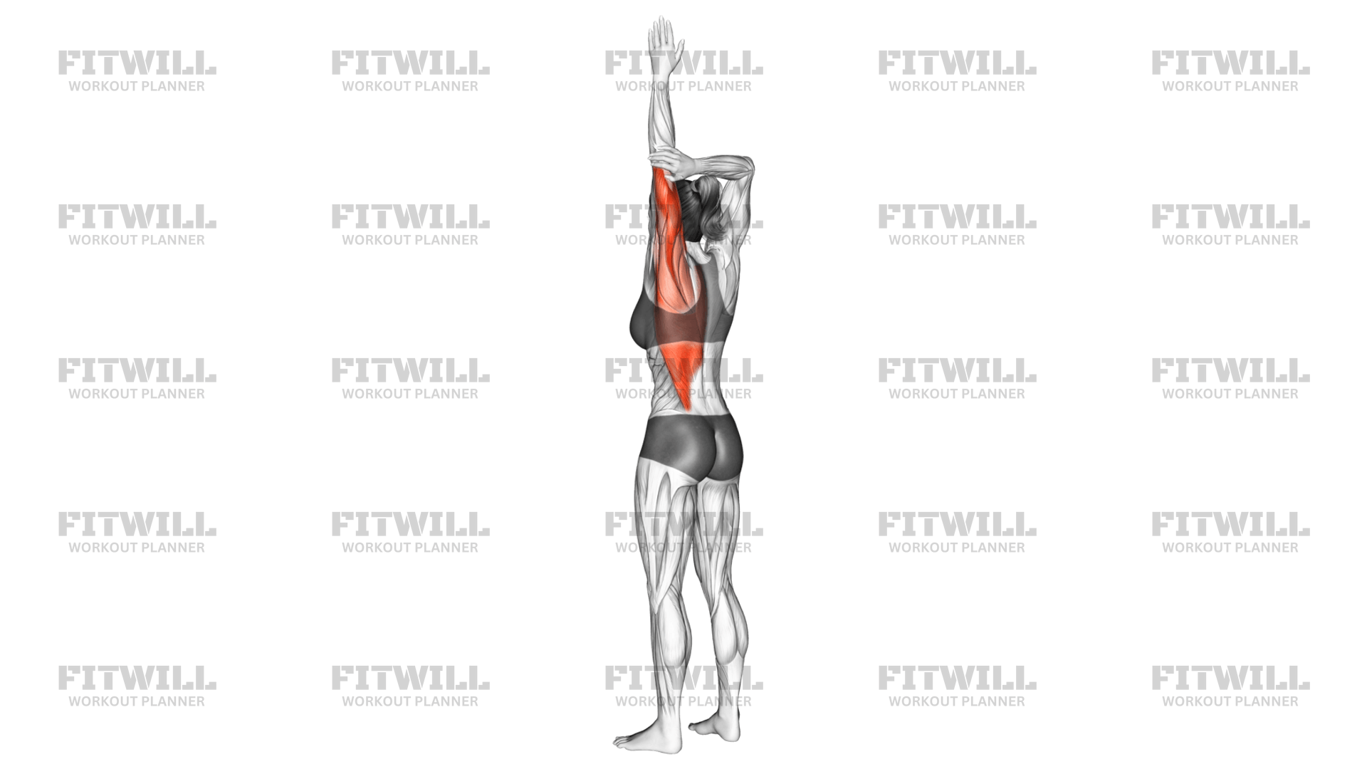 Shoulder Adductor Elevator And Protractor Stretch: Exercise Guide ...