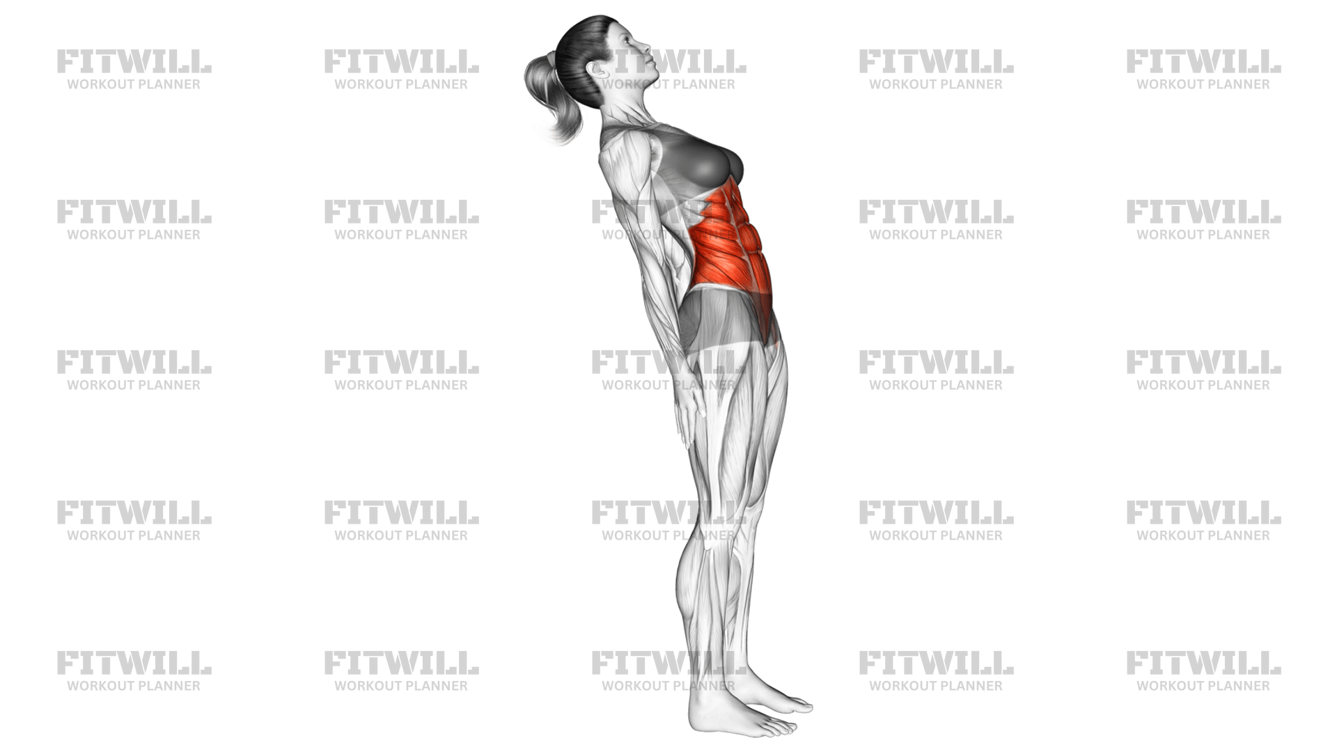 Standing Lean Back Stomach Stretch: Exercise Guide, Techniques ...