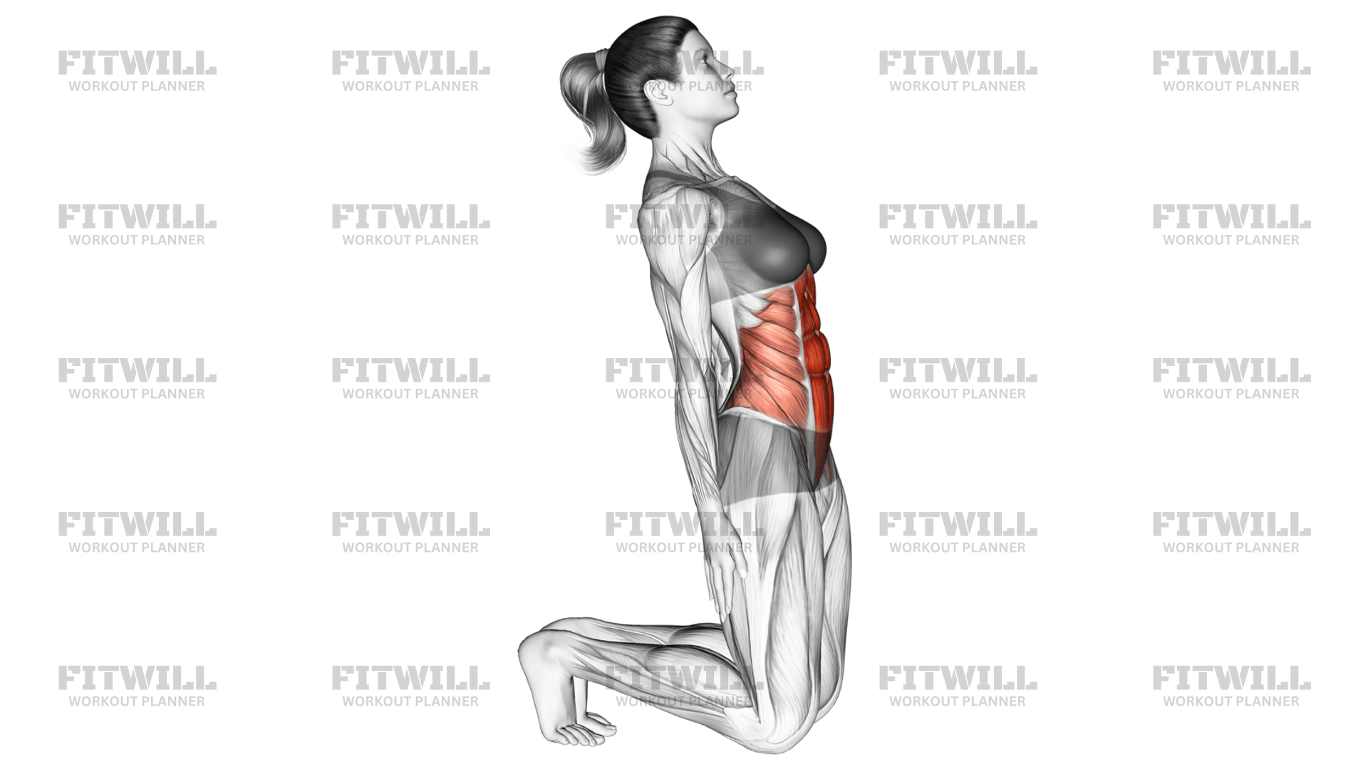 Kneeling Abdominal Stretch: Guide, Techniques, Benefits, How to ...