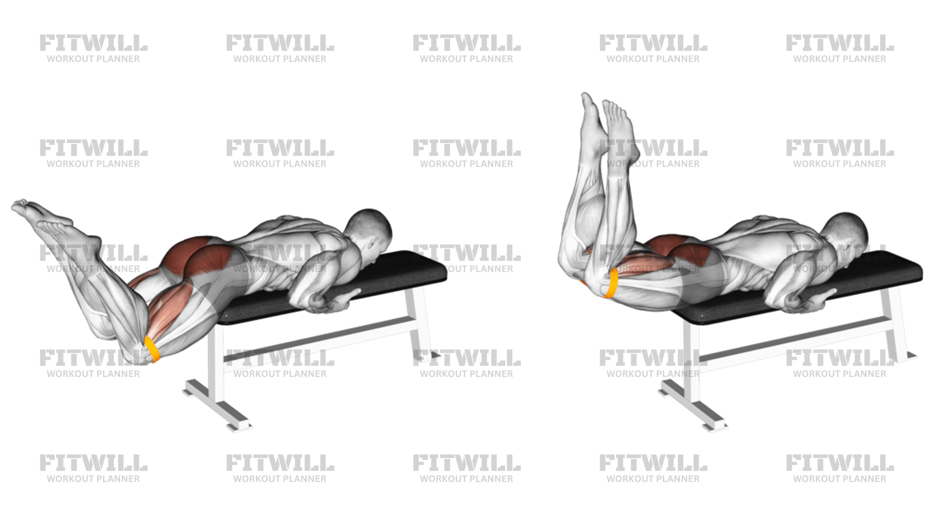 Resistance Band Reverse Hyperextension: Exercise Guide, Techniques ...