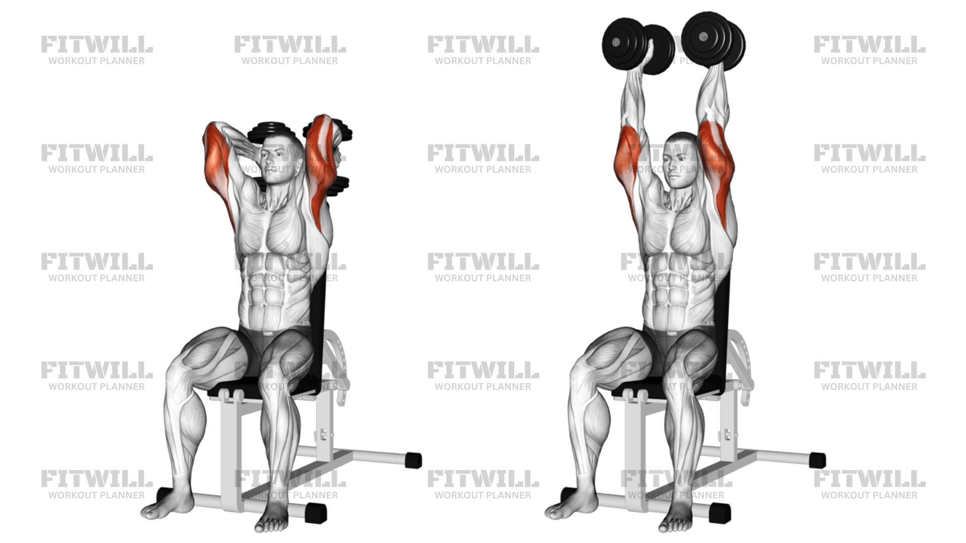 Supino De Triceps Com Halteres Sentado Acima Da Cabeca