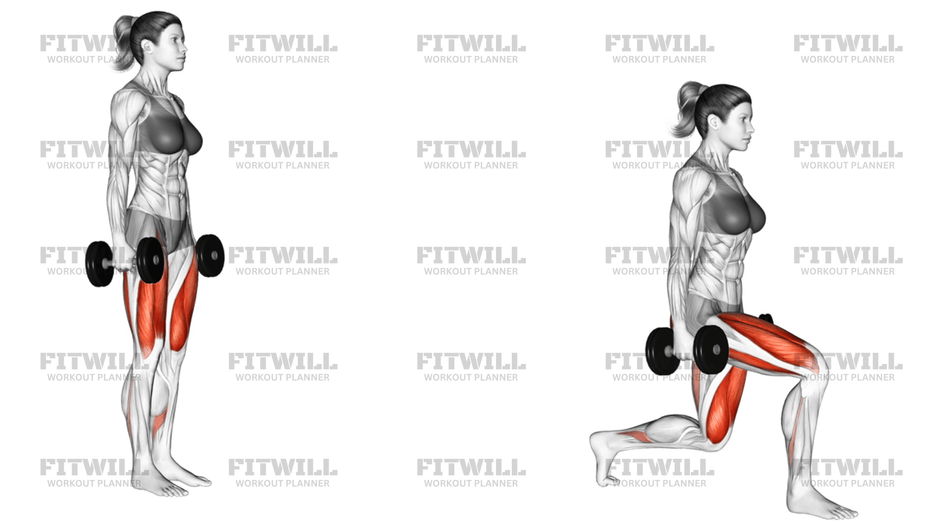 Avanço Com Halteres: Guia de Exercício, Vídeo, Técnicas, Benefícios ...