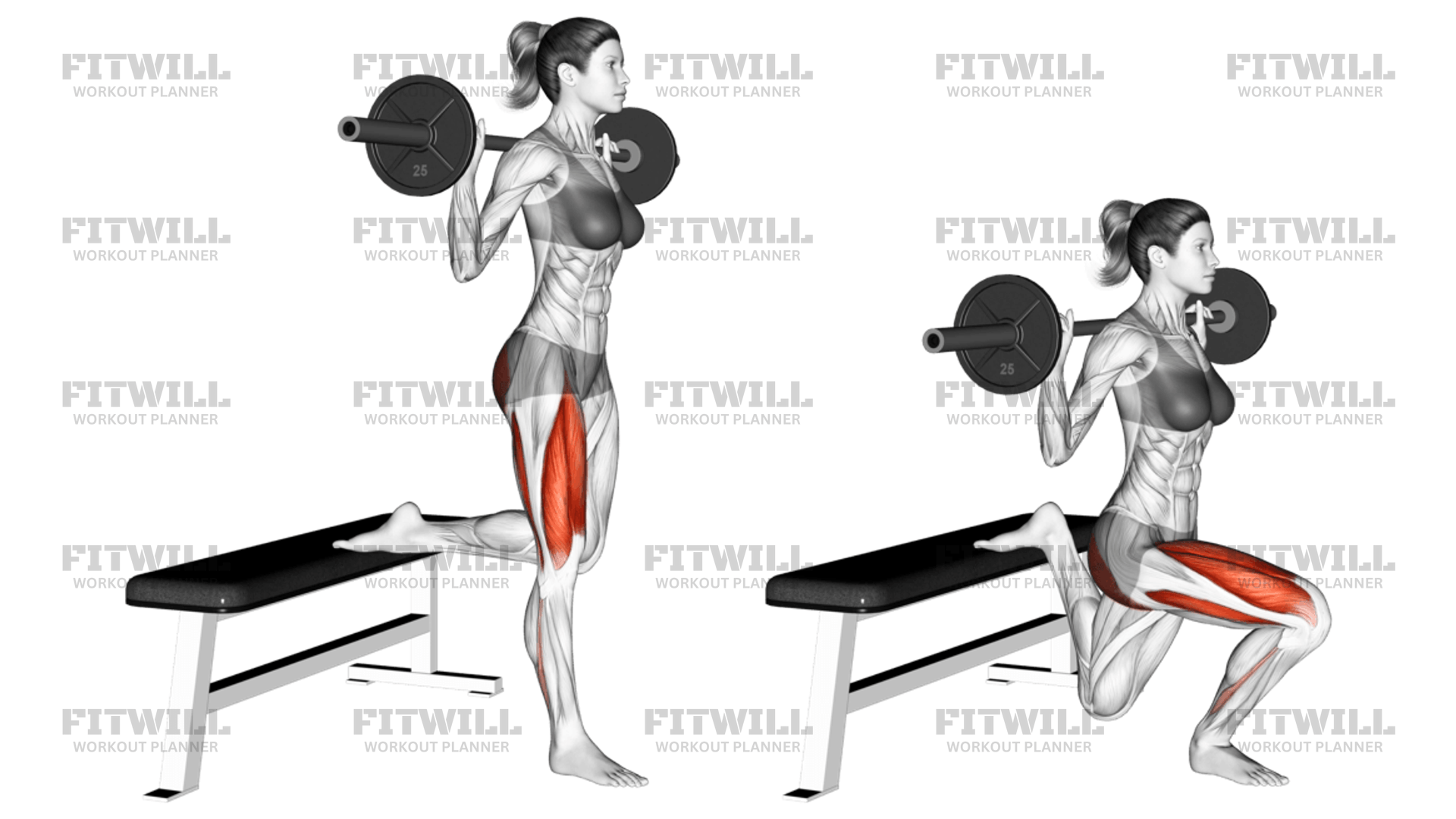 Sentadilla Dividida A Una Pierna Con Barra: Guía de Ejercicios, Video ...