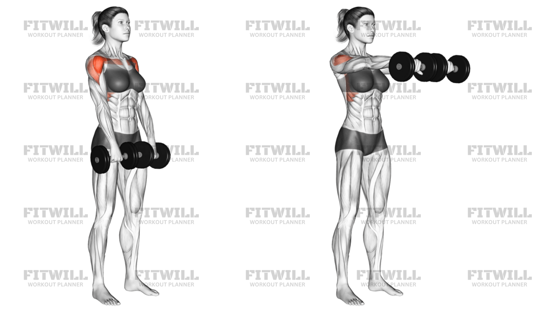 Elevación Frontal Con Mancuernas: Guía de Ejercicios, Video, Técnicas, Beneficios, Cómo ...