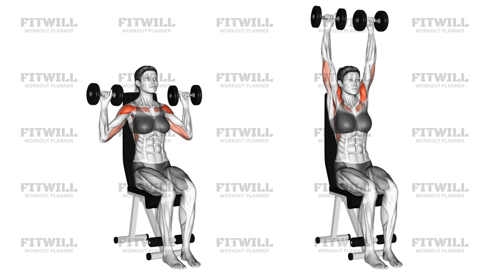 Dumbbell Seated Shoulder Press: Exercise Guide, Video, Techniques, Benefits, How to, Muscles ...