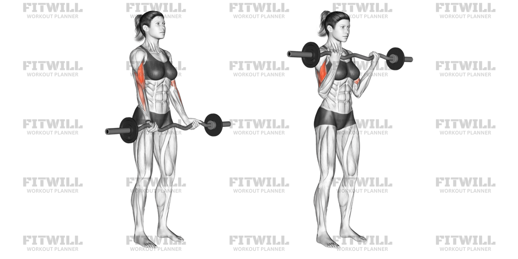 EZ Barbell Curl: Exercise Guide, Video, Techniques, Benefits, How to, Muscles Worked, Tips ...