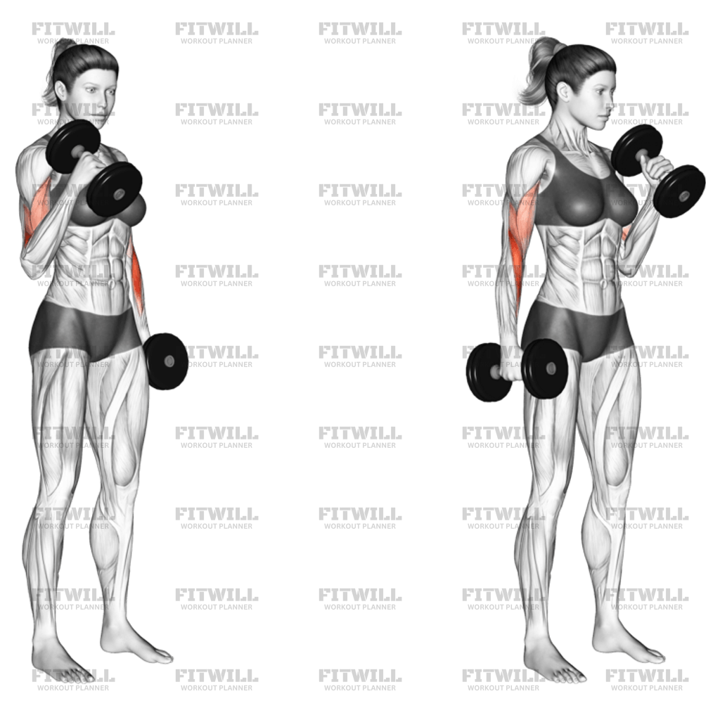 Dumbbell Hammer Curl: Exercise Guide, Video, Techniques, Benefits, How ...