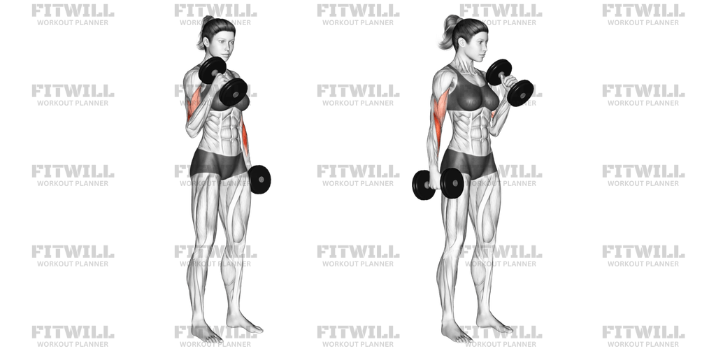 Curl Martillo Con Mancuernas: Guía de Ejercicios, Video, Técnicas ...