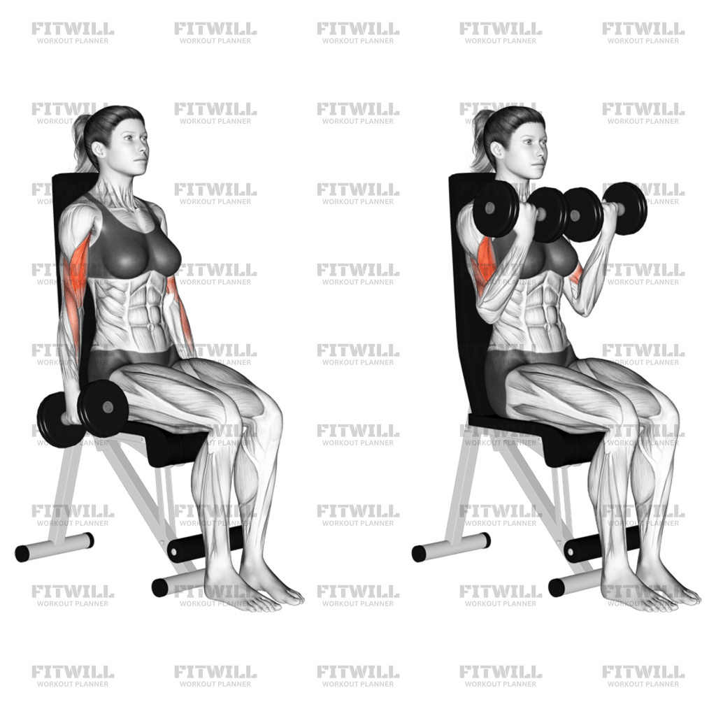 Dumbbell Seated Curl: Exercise Guide, Techniques, Benefits, How to ...