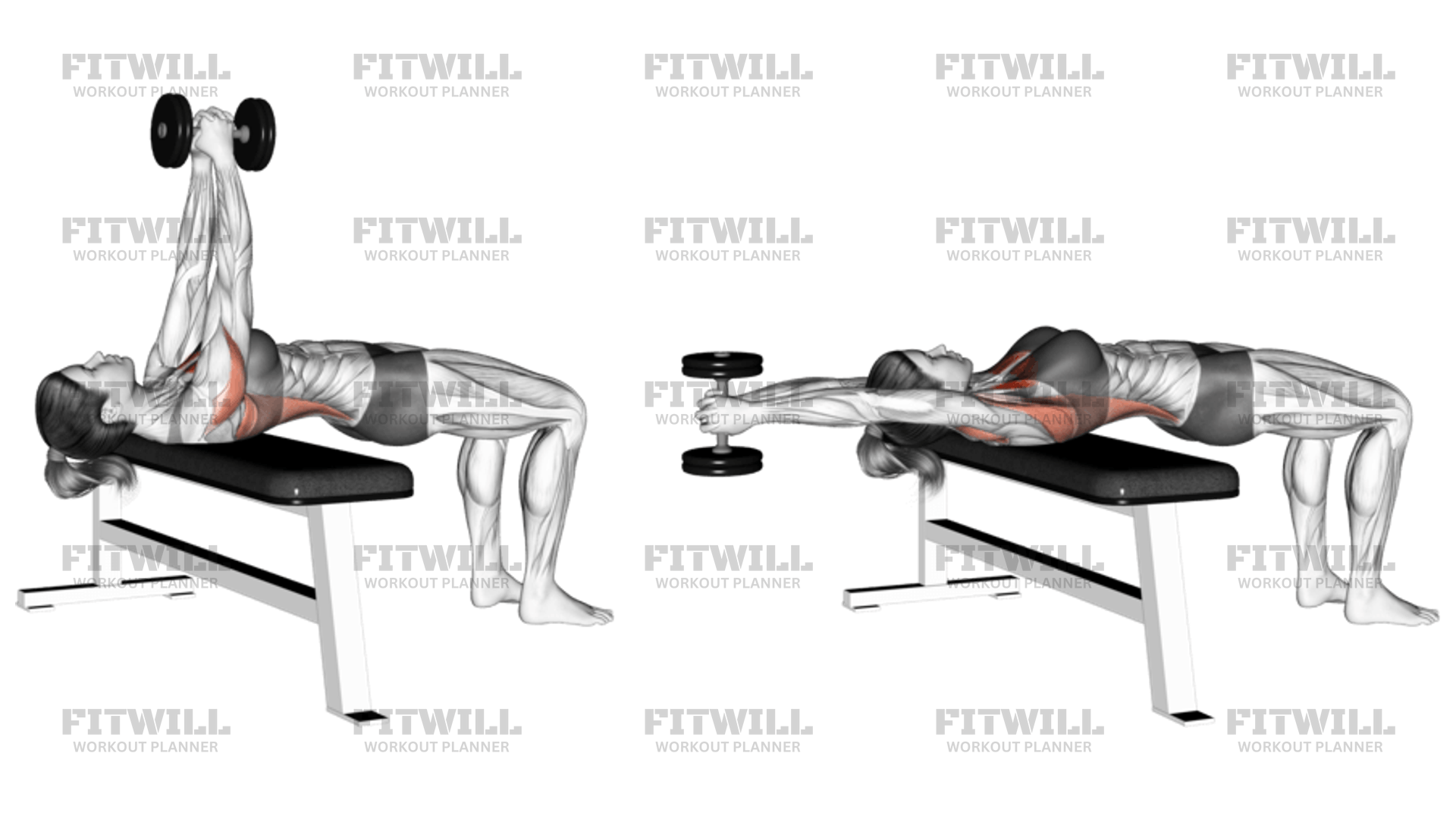 Dumbbell Straight Arm Pullover: Exercise Guide, Video, Techniques ...
