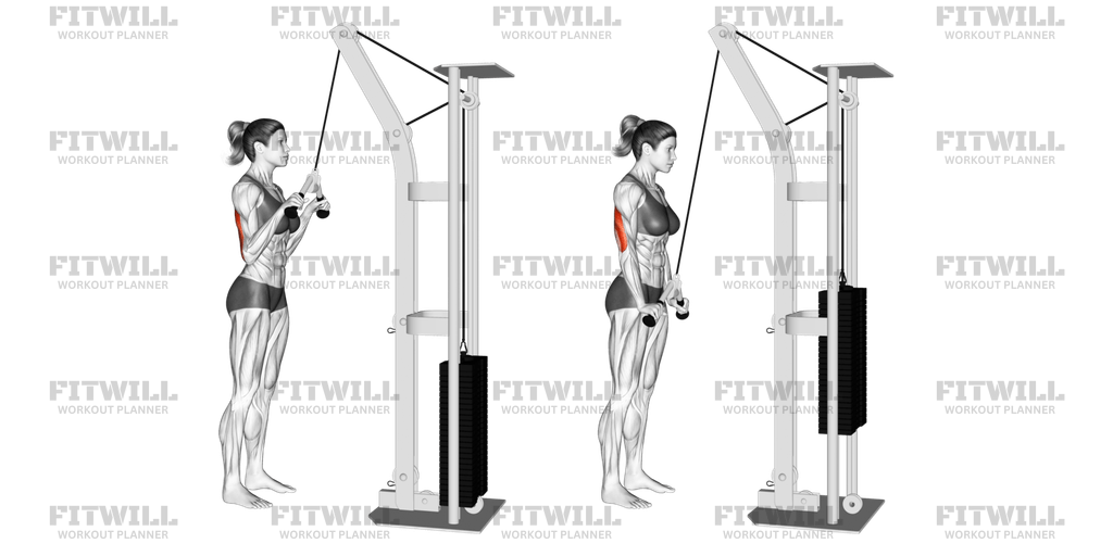 Cable V-Bar Triceps Pushdown: Exercise Guide, Video, Techniques ...