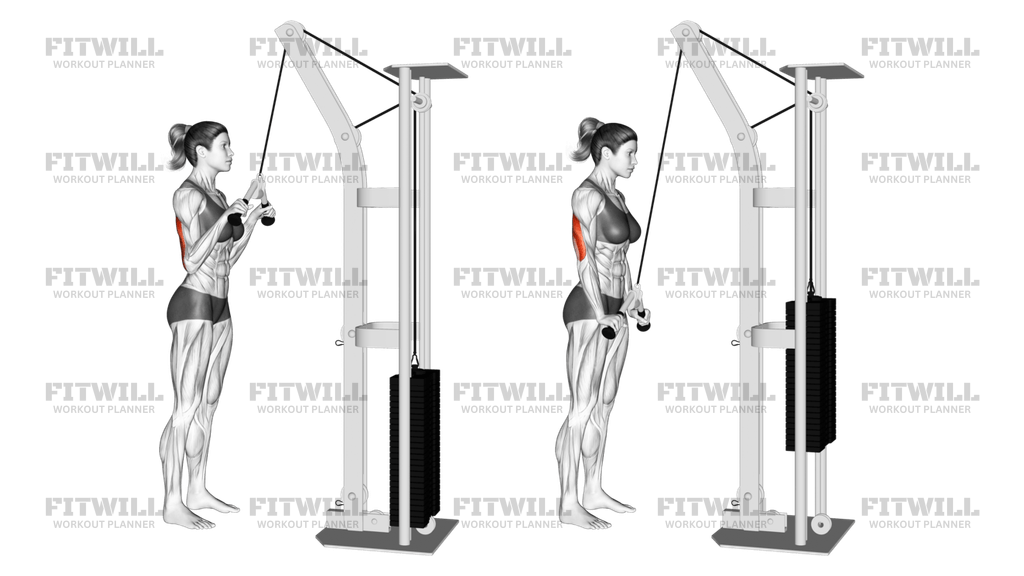 Cable V-Bar Triceps Pushdown: Exercise Guide, Video, Techniques ...