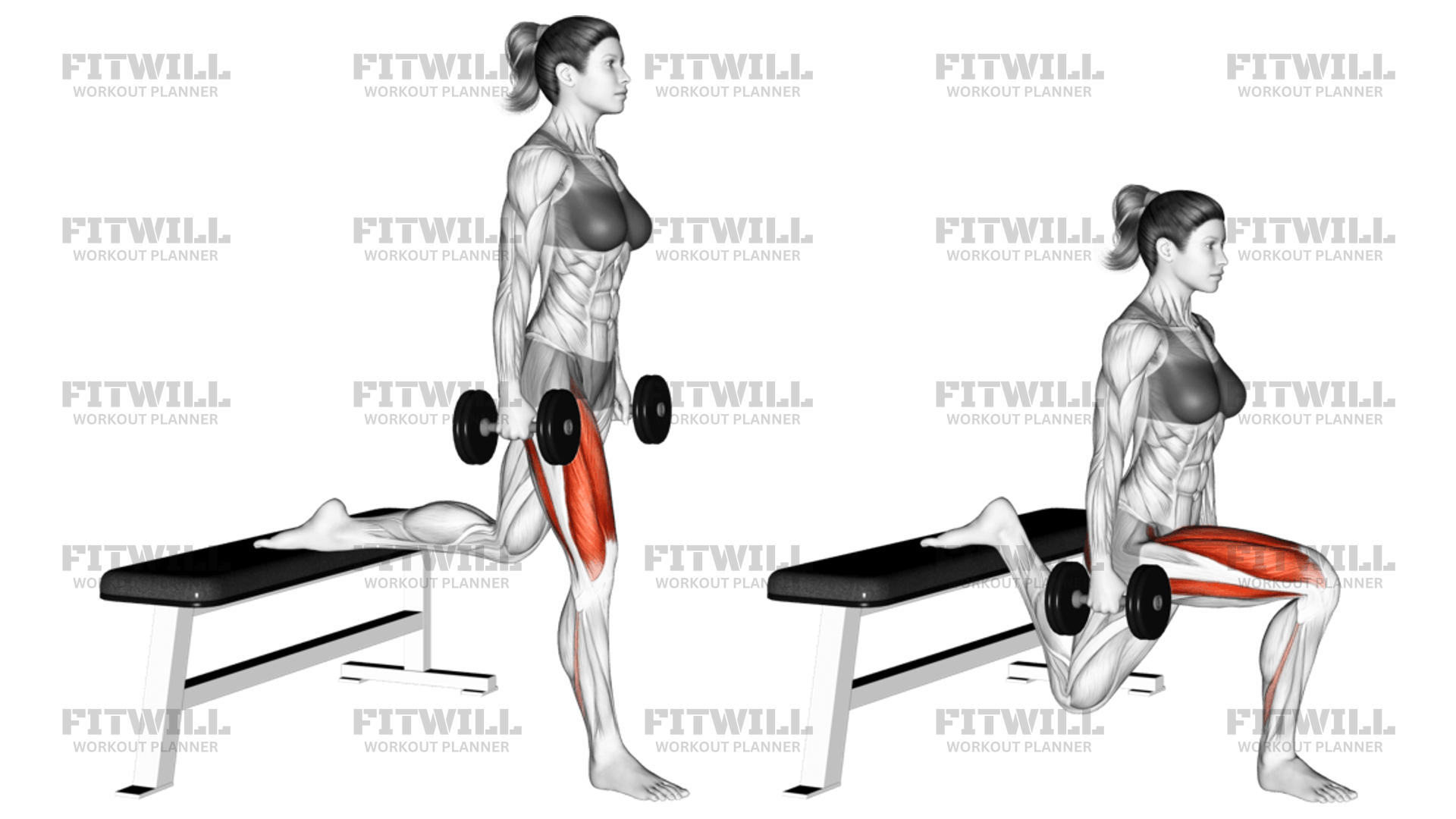 Dumbbell Bulgarian Split Squat: Exercise Guide, Video, Techniques ...