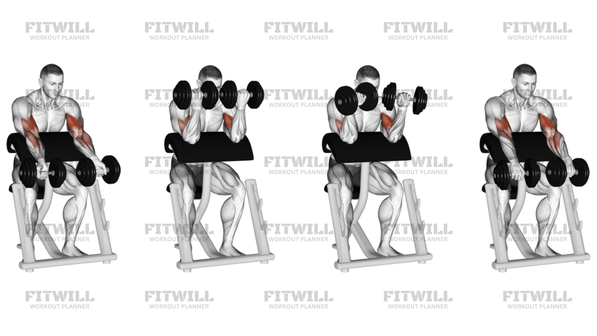 Dumbbell Zottman Preacher Curl Guide Techniques Benefits How To