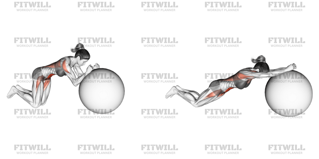 Stability Ball Rollout On Knees: Exercise Guide, Video, Techniques ...