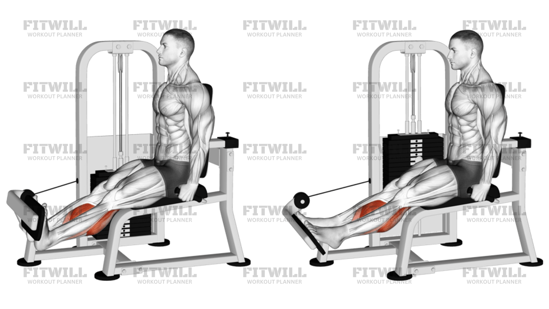 Lever Rotary Calf: Exercise Guide, Video, Techniques, Benefits, How to ...