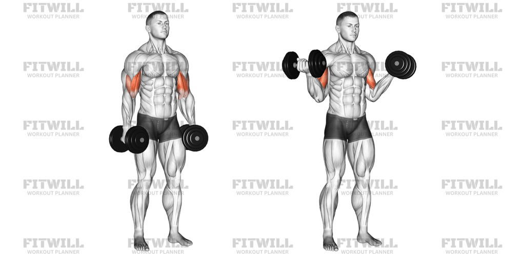 Dumbbell Standing Inner Biceps Curl (version 2): Exercise Guide, Video ...