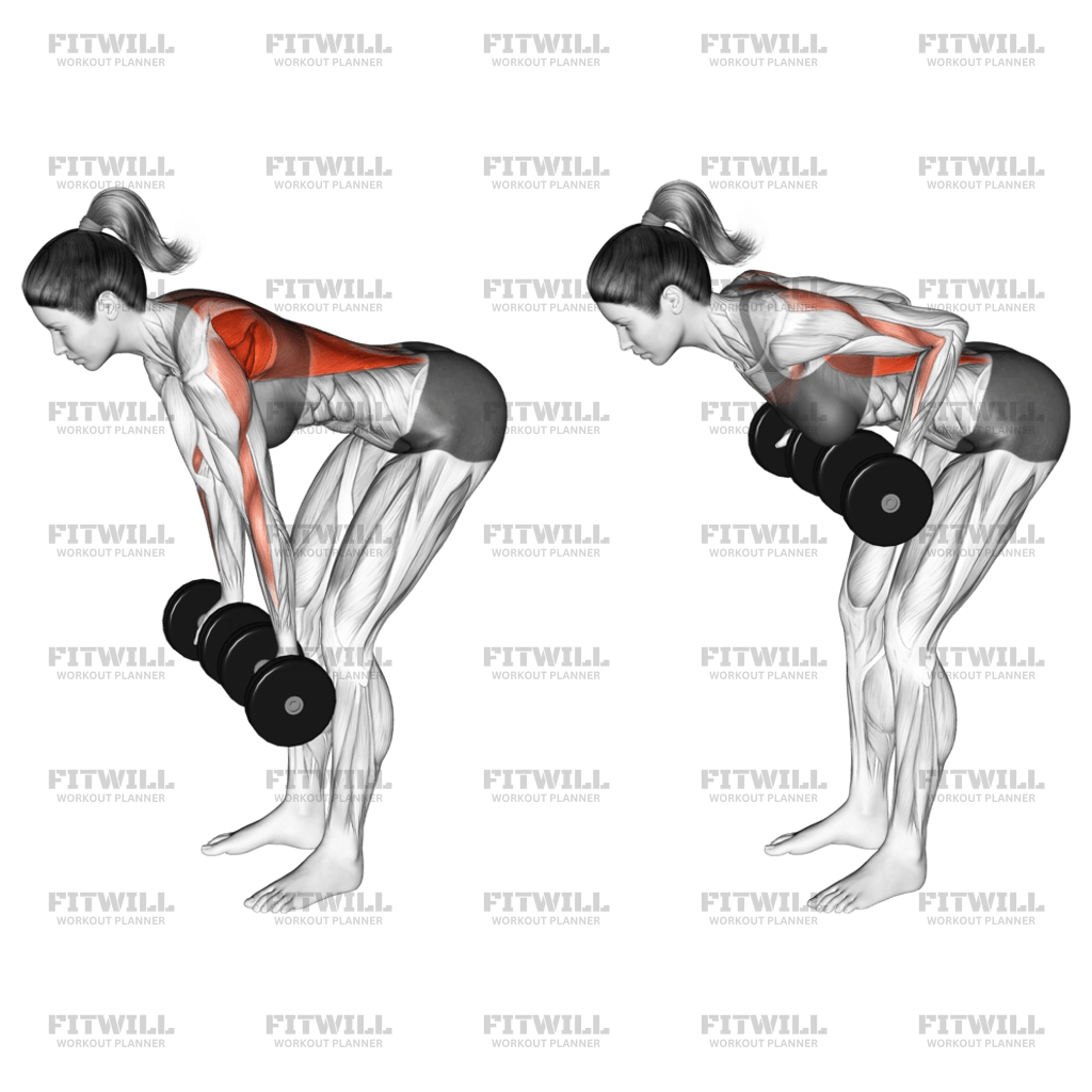 Dumbbell Reverse Grip Row: Exercise Guide, Video, Techniques, Benefits, How to, Muscles Worked ...