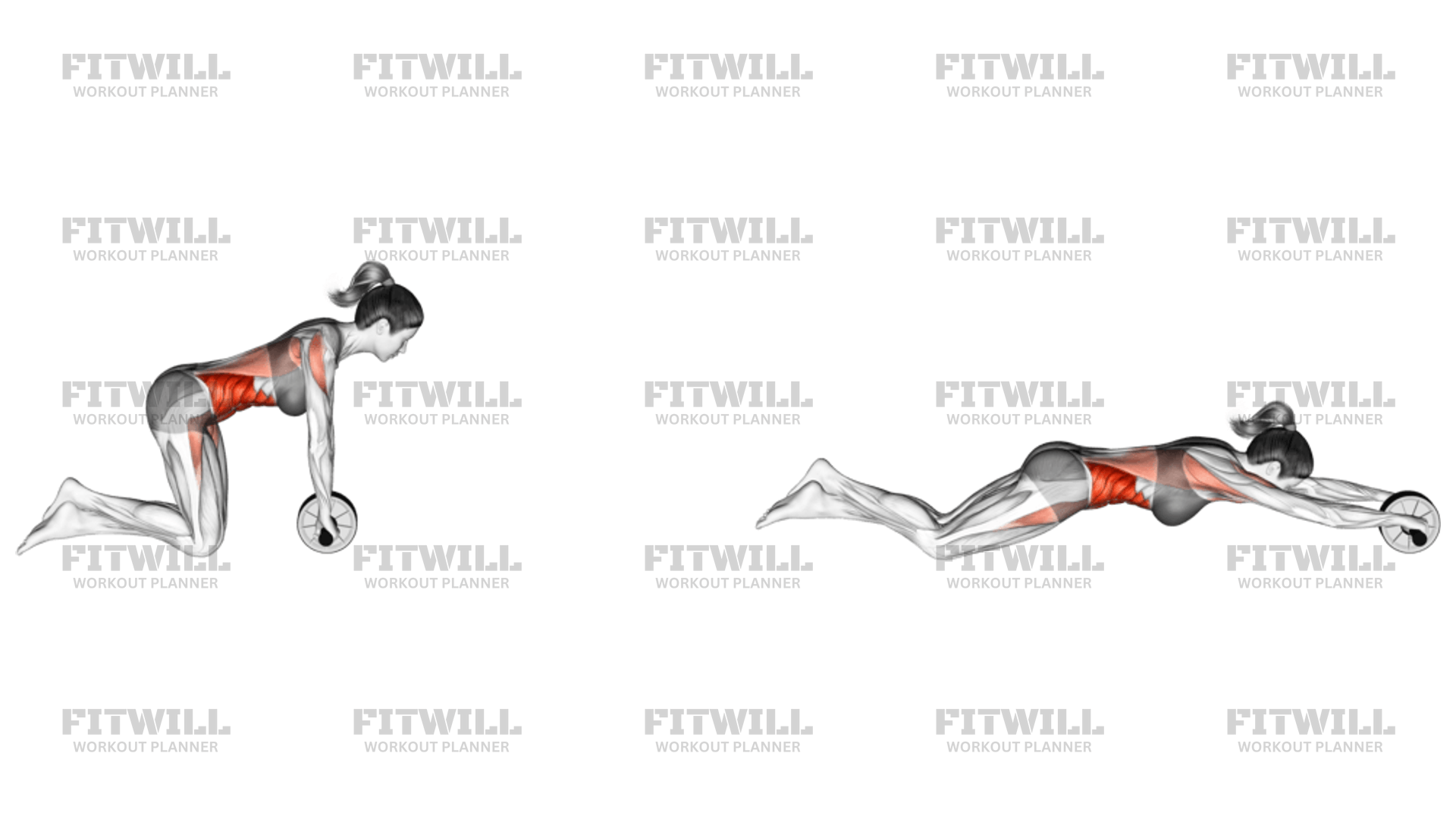 Wheel Rollout: Exercise Guide, Video, Techniques, Benefits, How to ...