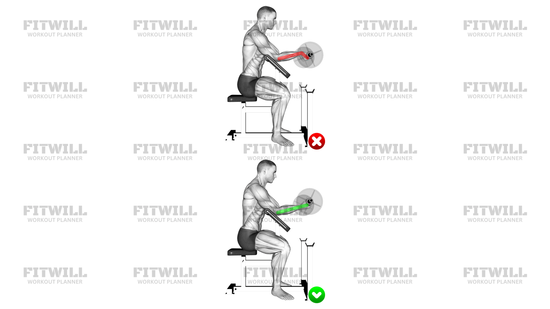 Preacher Curl Wrists WRONG-RIGHT: Exercise Guide, Video, Techniques ...