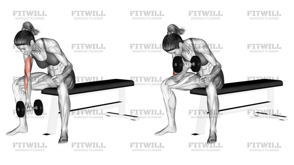 Curl Di Concentrazione Con Manubrio: Guida all'Esercizio, Video ...