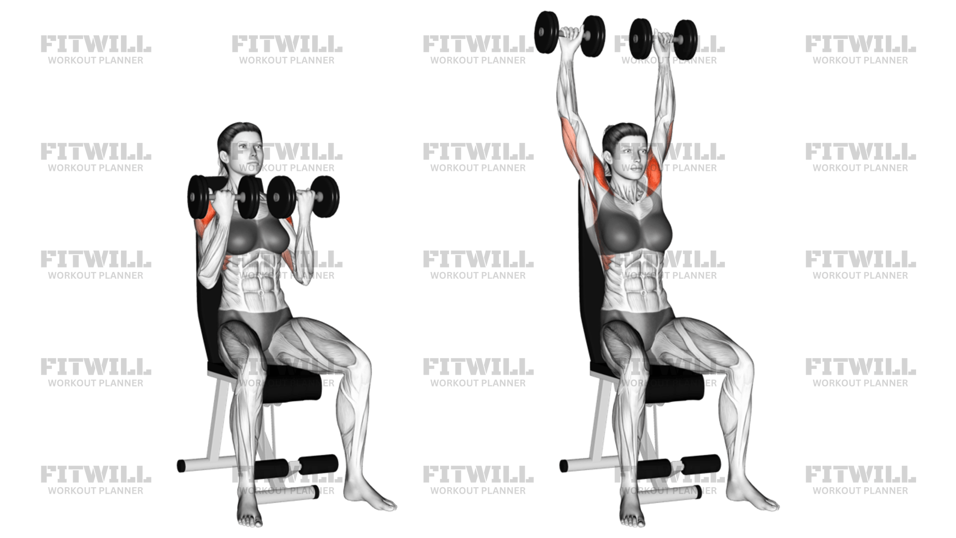 Dumbbell Arnold Press: Exercise Guide, Video, Techniques, Benefits, How ...