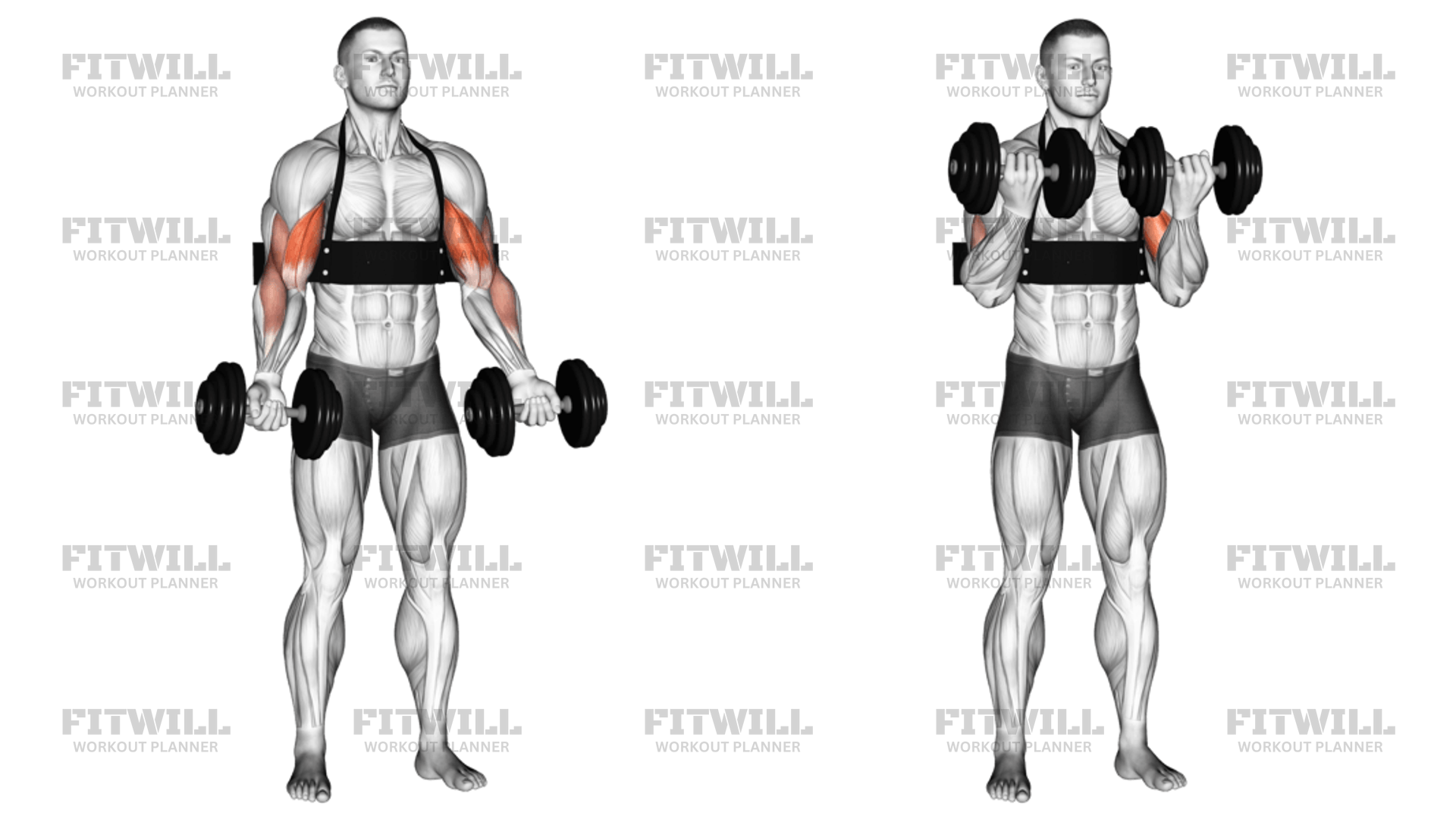 Dumbbell Biceps Curl (with Arm Blaster): Exercise Guide, Techniques ...