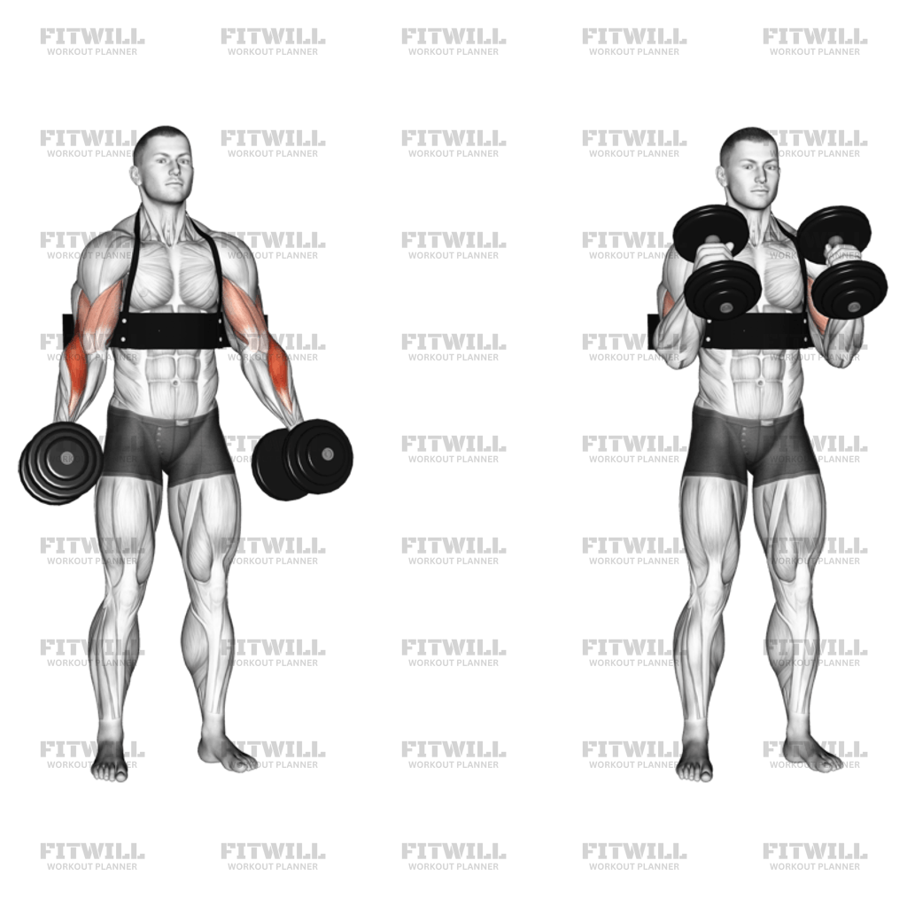 Dumbbell Hammer Curls (with Arm Blaster): Exercise Guide, Techniques ...