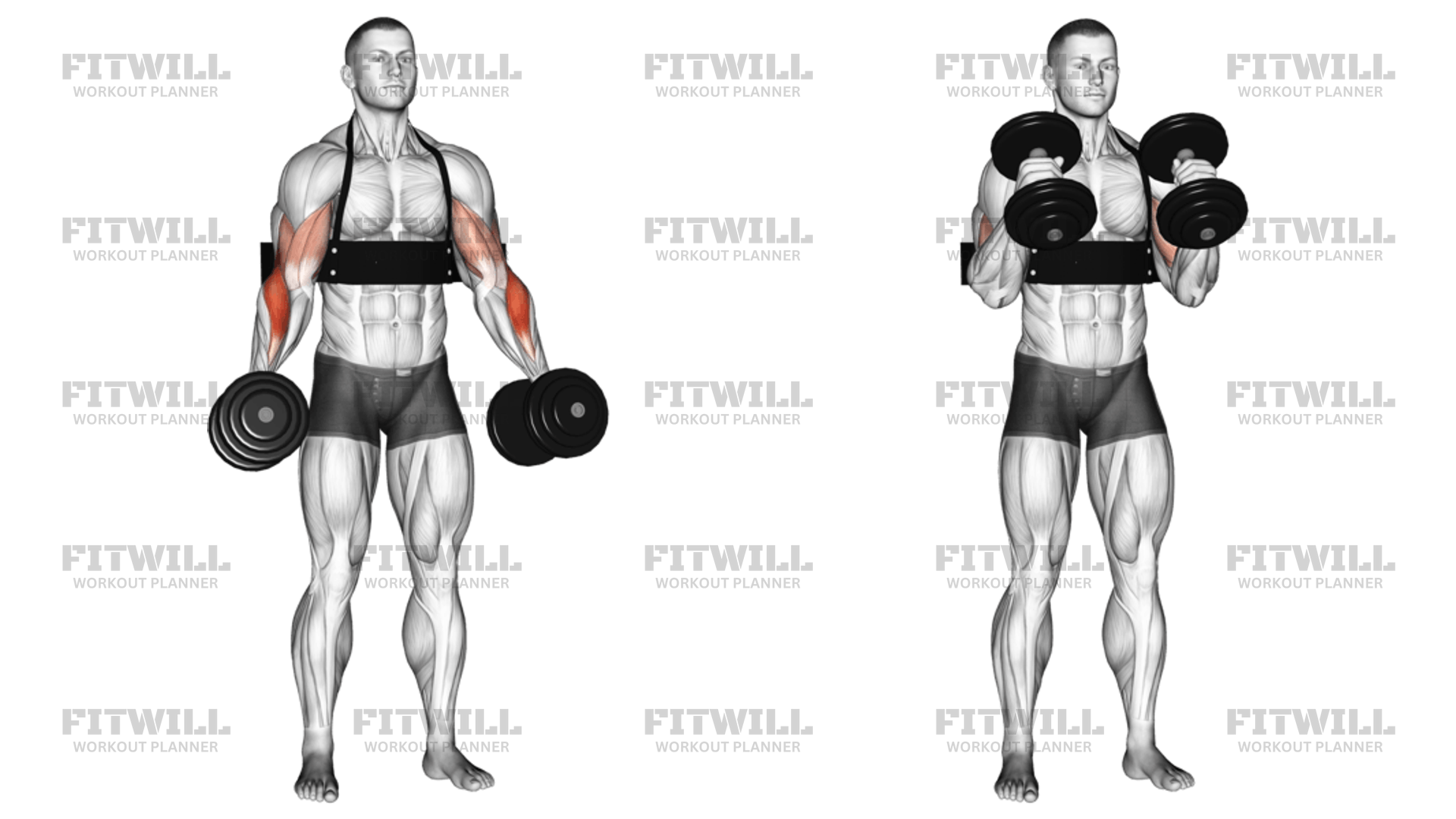 Dumbbell Hammer Curls (with Arm Blaster): Exercise Guide, Techniques ...