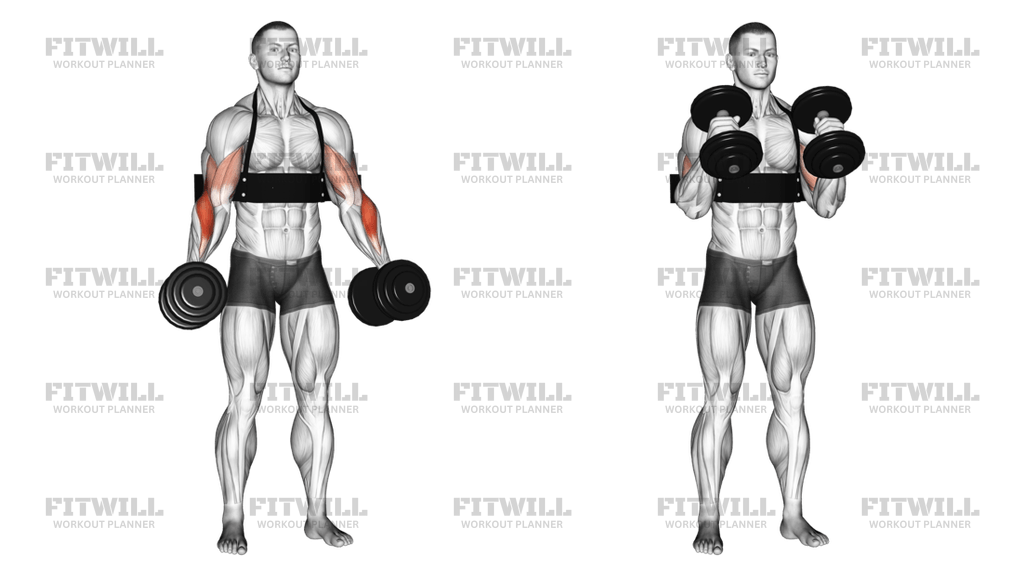 Dumbbell Hammer Curls With Arm Blaster Exercise Guide Techniques