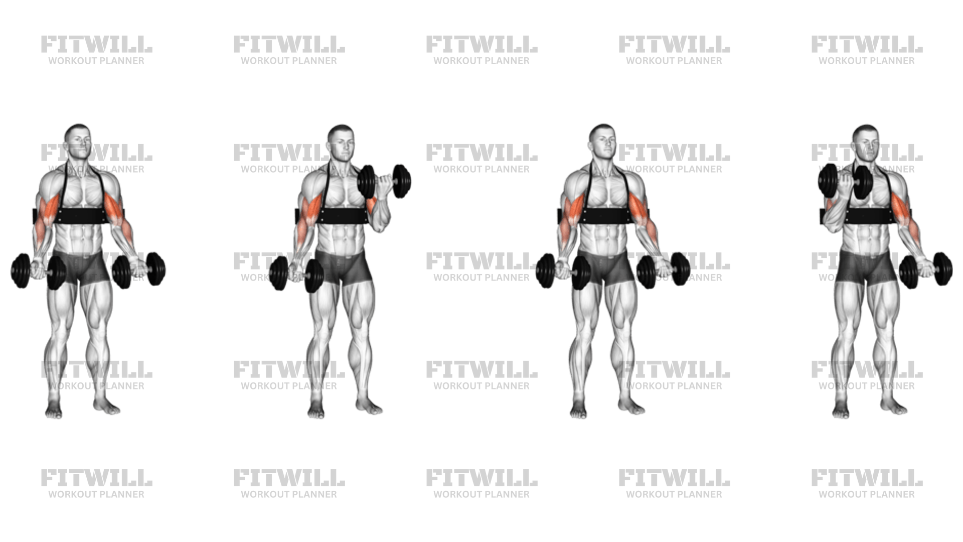 Curl De Bíceps Alterno Con Mancuernas (con Soporte Para Brazos): Guía de Ejercicios, Técnicas ...