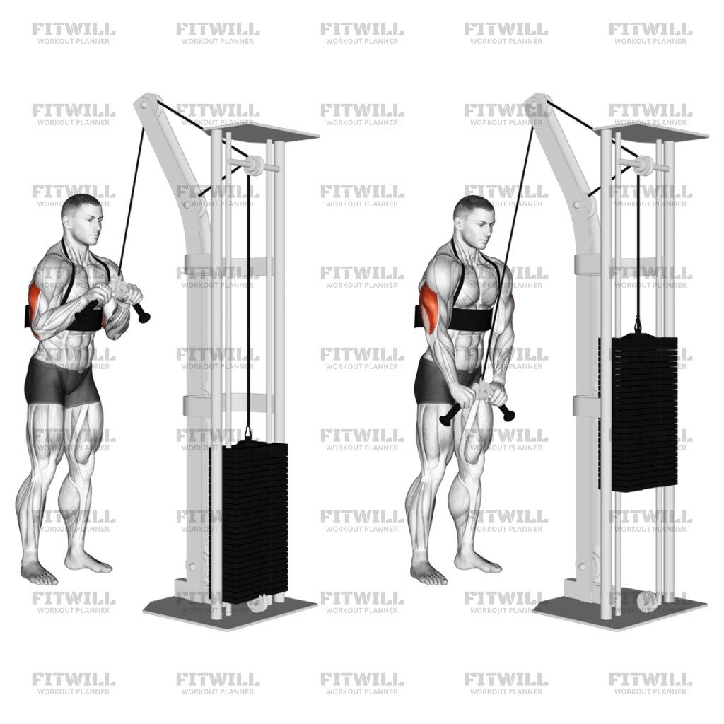 Cable Triceps Pushdown (V-bar) (with Arm Blaster): Exercise Guide ...
