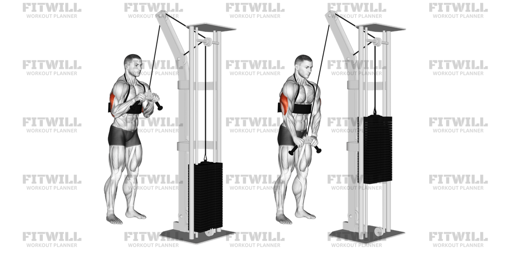 Cable Triceps Pushdown (V-bar) (with Arm Blaster): Exercise Guide ...
