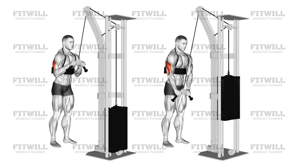 Cable Triceps Pushdown (V-bar) (with Arm Blaster): Exercise Guide ...
