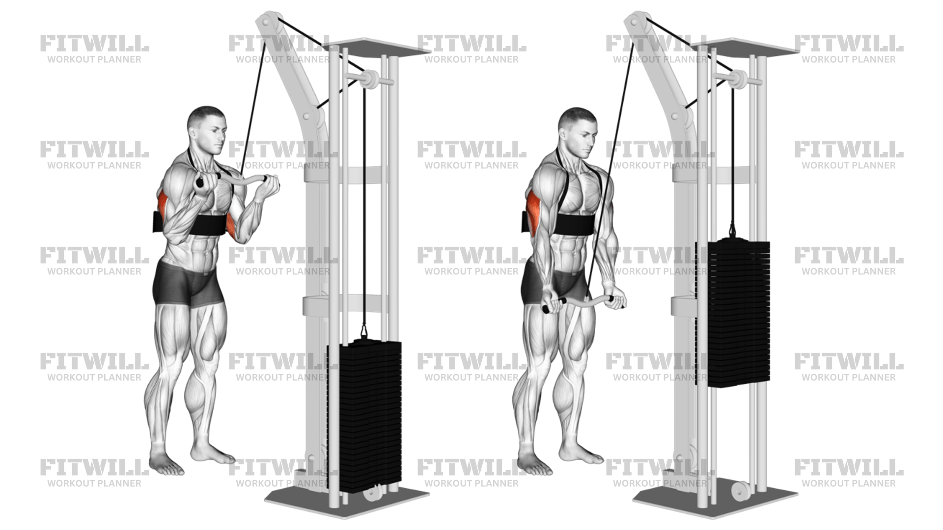 Extensión De Tríceps En Polea Con Agarre Inverso (barra SZ) (con Arm ...