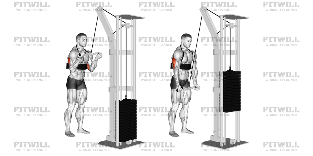 Cable Reverse Grip Triceps Pushdown (SZ-bar) (with Arm Blaster ...