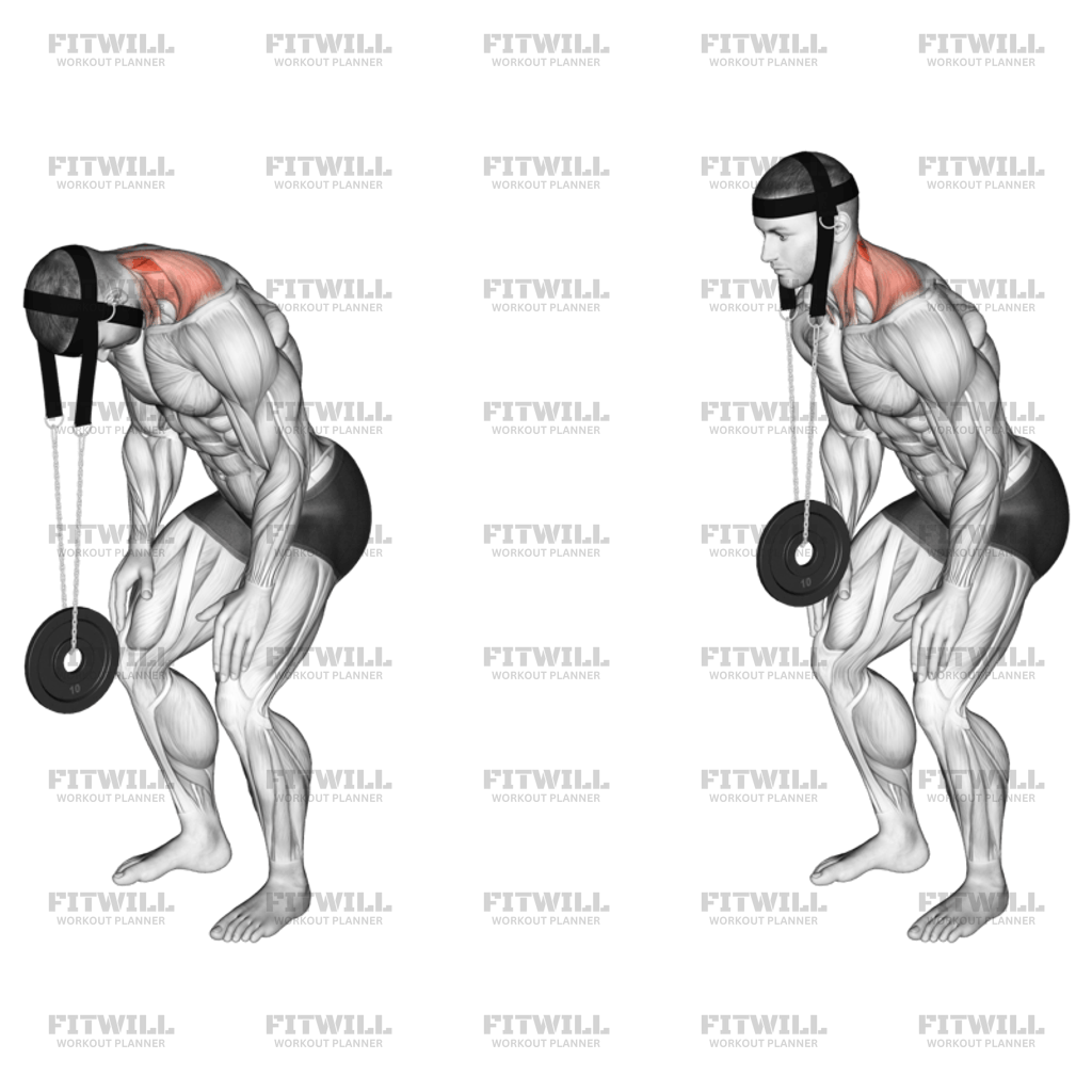 Weighted Standing Neck Extension (with head harness): Guide, Techniques ...