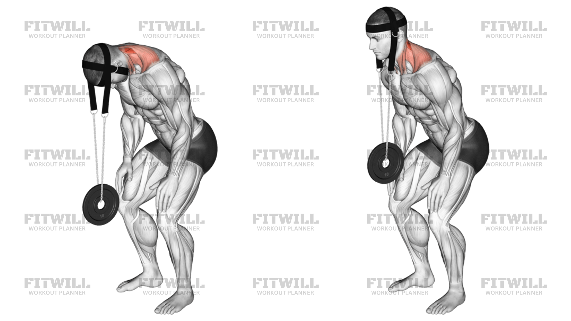 Weighted Standing Neck Extension (with head harness): Guide, Techniques ...