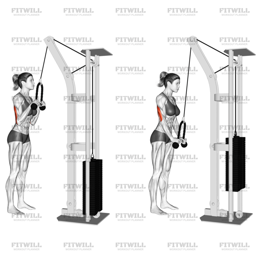 Cable Pushdown (with Rope Attachment): Exercise Guide, Video ...