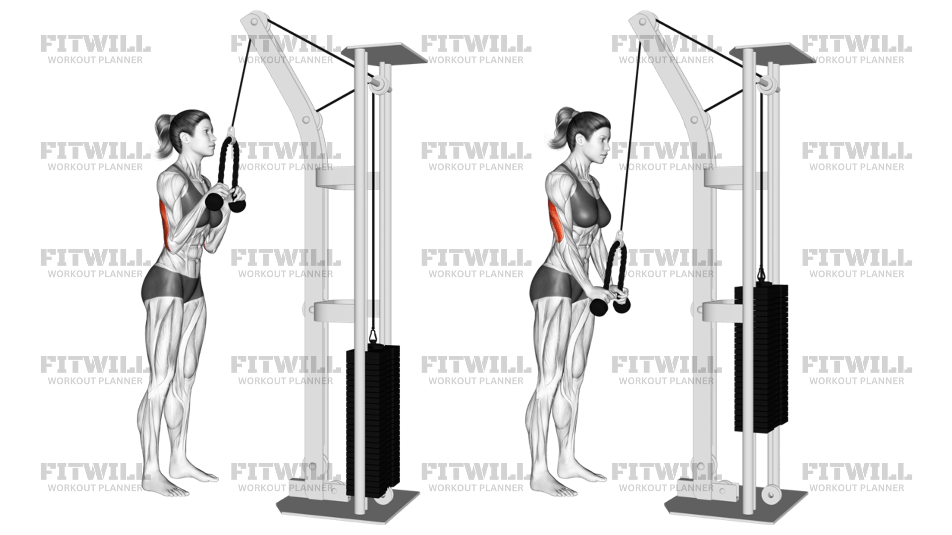 Extensión De Tríceps En Polea Alta (con Cuerda): Guía de Ejercicios ...